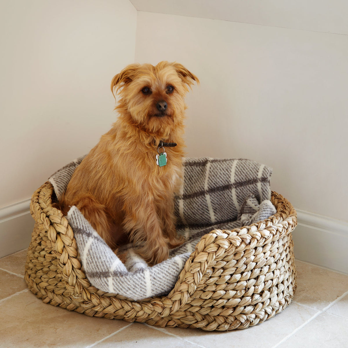How to Choose the Best Size and Type of Bed for Dogs of Different Size ...